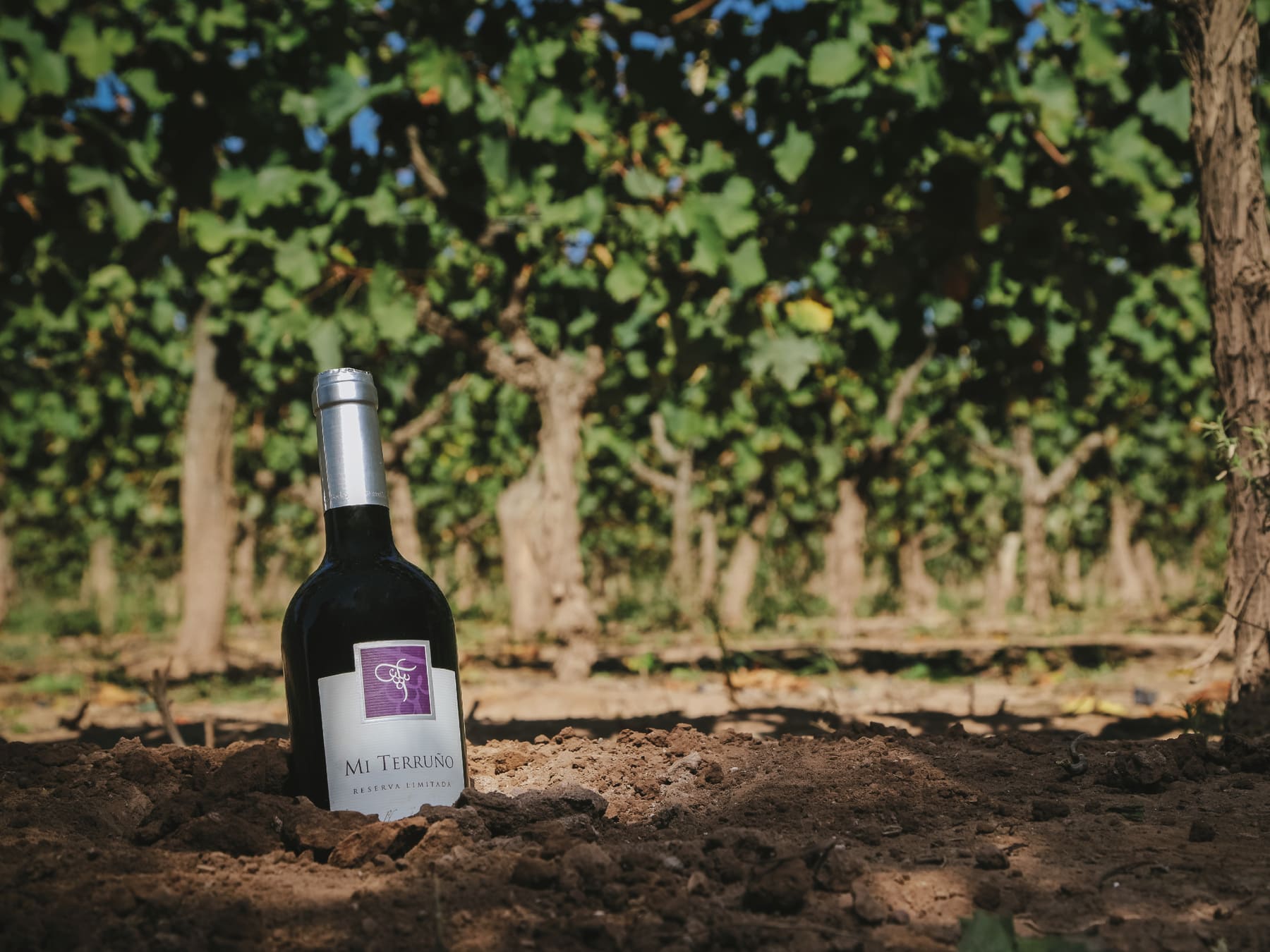 Inicio - Vinos Brunet